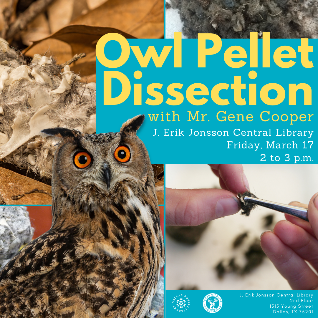Owl Pellet Dissection | Dallas Public Library